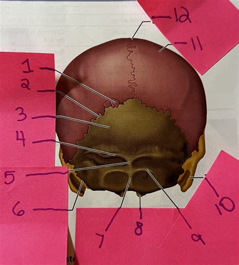 Posterior View Of Skull Diagram Quizlet