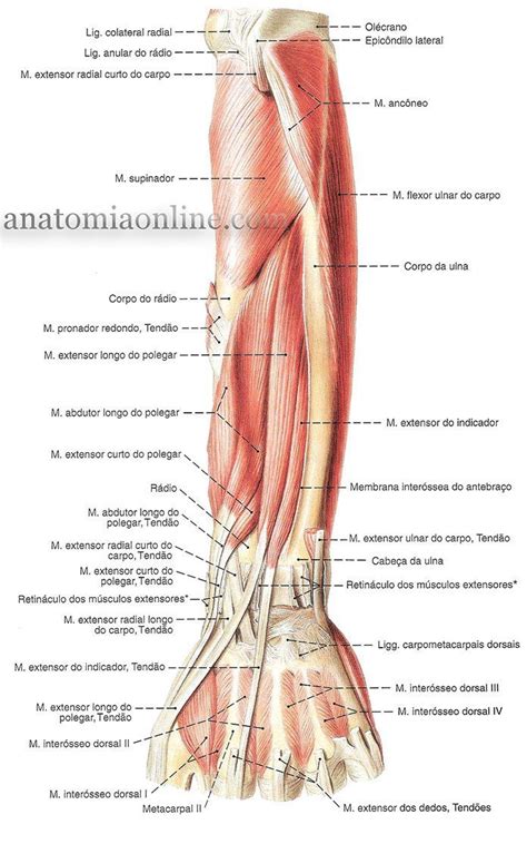 Músculos do Membro Superior Anatomia Online Anatomia dos ossos