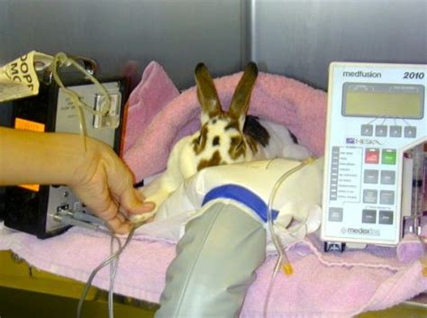 Cuidados Intensivos para Animales Exóticos Cuidados para los Mamíferos