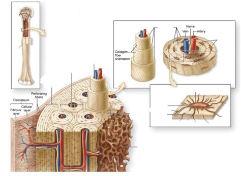 Compact Bone Diagram Diagram Quizlet