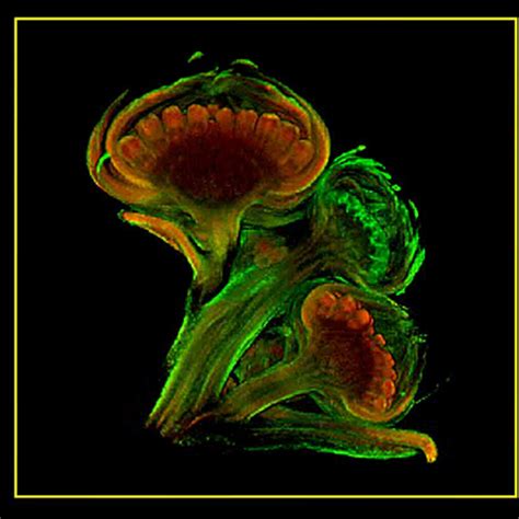 Optical Projection Tomography Coen Lab
