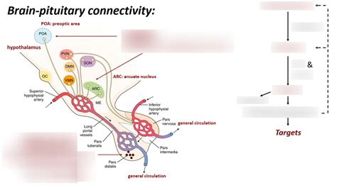 Brain Pituitary Connectivity Of The HPG Axis Diagram Diagram Quizlet