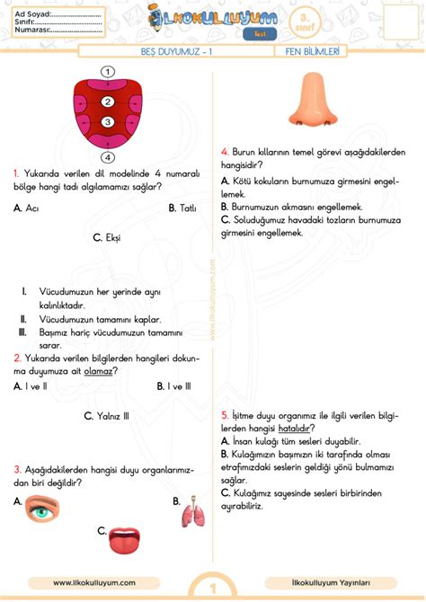 3 Sınıf Fen Bilimleri Duyu Organları Ve Görevleri Dosyaları