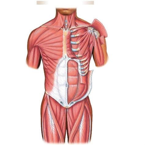 Anatomy And Physiology The Torso Muscles Anterior And Posterior Lab