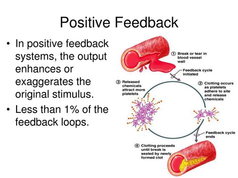 What Is Positive Feedback In Anatomy Anatomy Drawing Diagram Images