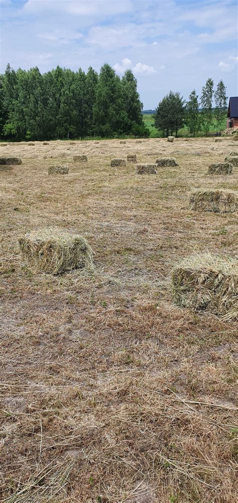 Siano Lucerna Koniczyna Trawa Łąkowa Trawa Pastewna czerwiec 2023 Mstów