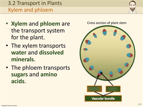 Transport In Plants Diagram Quizlet