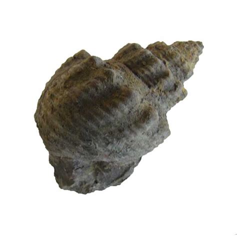 Fossil Gastropods Where Theyre Found Identification More
