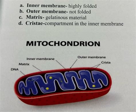 Microbiology Lecture 5 Eukaryotes Flashcards Quizlet