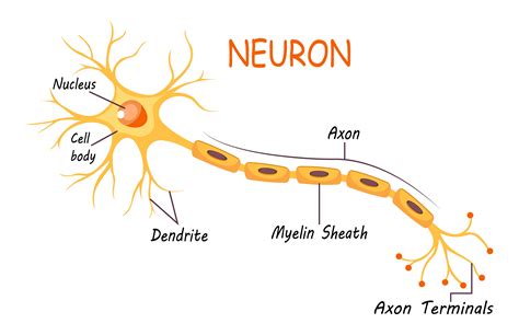 Neuron Anatomy Of Human Graphic By Prantoart Creative Fabrica