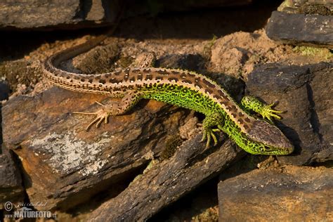 Sand Lizard Photos Sand Lizard Images Nature Wildlife Pictures