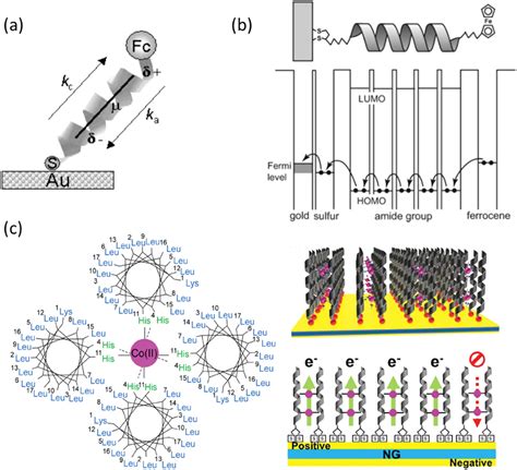 Peptide Based Self Assembled Monolayers SAMs What Peptides Can Do