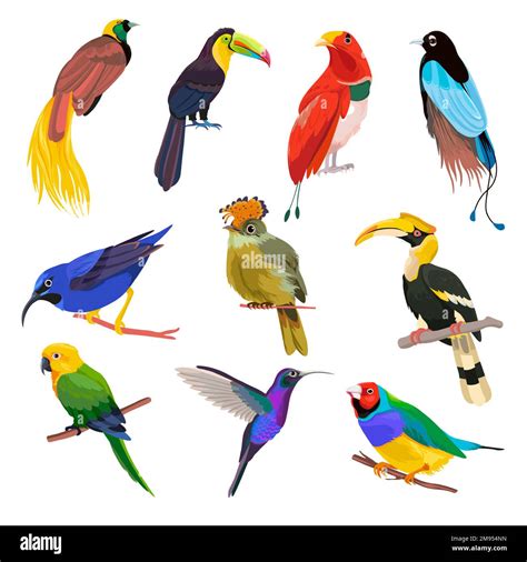 Parrots Of Africa Stock Vector Images Alamy