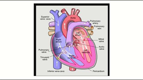 Mitral Valve Anatomy MRCS Question Solve CRACK MRCS YouTube