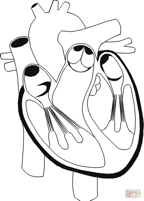 Heart Anatomy Coloring Pages Coloring Home