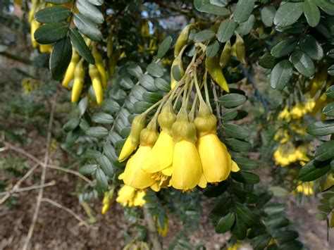 Blomma Gul Tamarind Sophora Gratis foto på Pixabay Pixabay