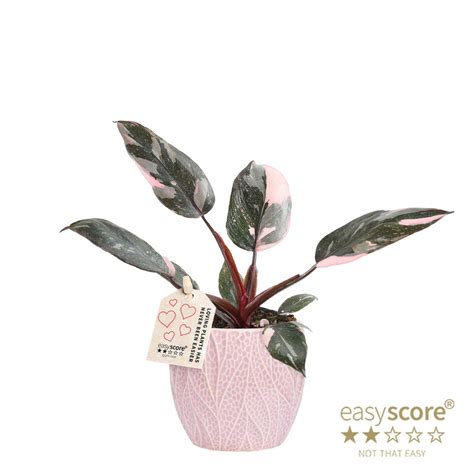 Philodendron Pink Princess Plant Wholesale FlorAccess