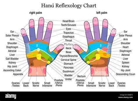 La mano reflexología gráfico con una descripción precisa de los
