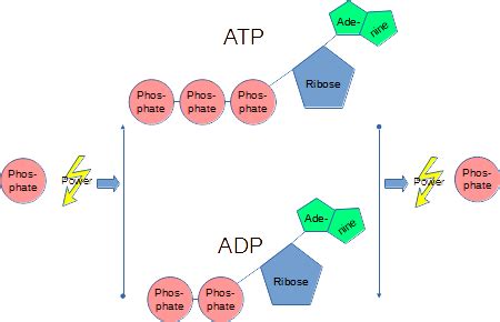 Atp Diagram