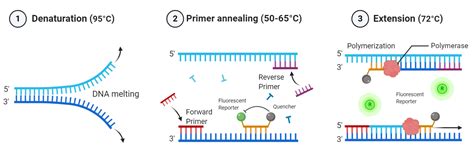 Real Time Pcr Qpcr Stratech