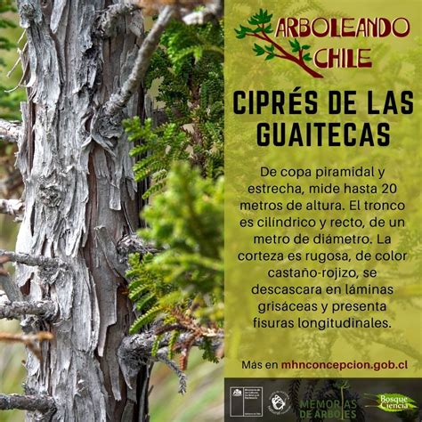 Ciprés de las Guaitecas Museo de Historia Natural de Concepción