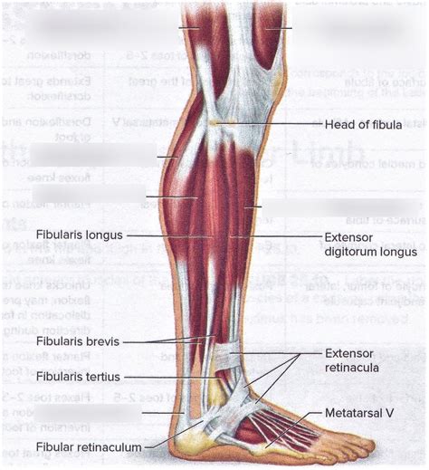 Muscles Of The Lateral Right Leg Figure Diagram Quizlet