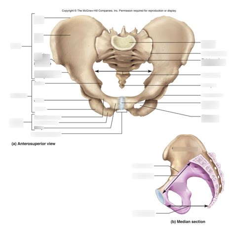 Os Coxae II Diagram Quizlet