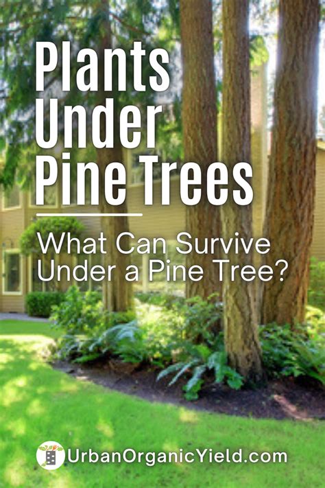 What Plants Do Well Under Pine Trees And Which Ones Do Not A Lot Of