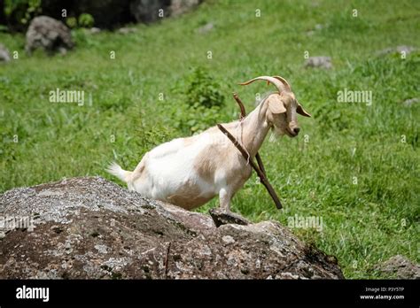 Criação de Cabras em Sapucaí Mirim MG A Cabra é um animal herbívoro