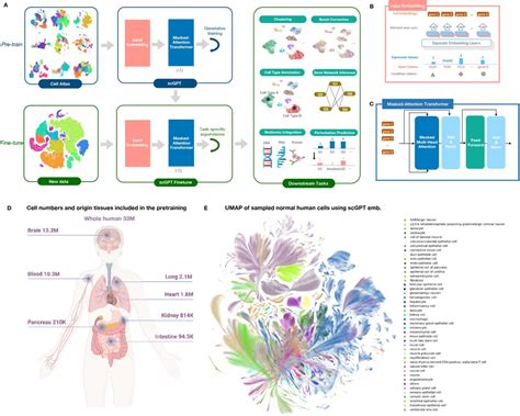 ScGPT Towards Building A Foundation Model For Single Cell Multi Omics