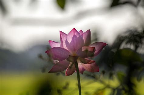 Lotus Blomma Rosa Gratis foto på Pixabay Pixabay