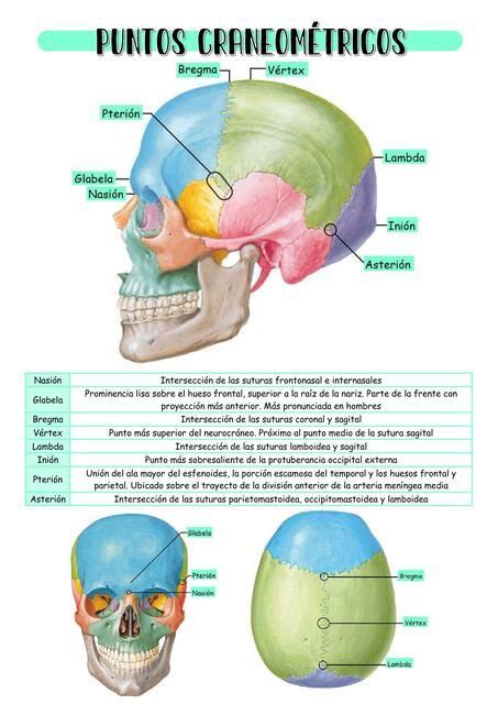 Puntos Craneométricos Anatomia y fisiologia humana Anatomia y