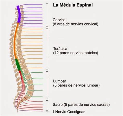Estructura De La Medula Espinal Brainly Lat