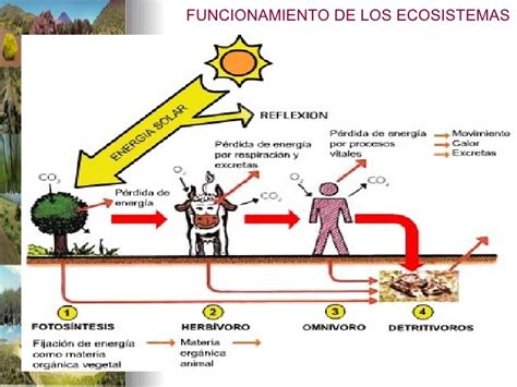 Cuadros sinópticos sobre Ecosistema y mapas conceptuales sobre