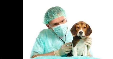 Las Hernias Umbilicales En Cachorros Todo Lo Que Debes Saber Mascotas