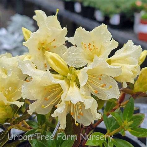 Rhododendron Patty Bee Urban Tree Farm Nursery