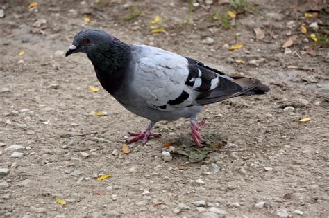 Taube Vogel Tier Kostenloses Foto Auf Pixabay Pixabay
