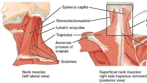 Deep Neck Flexors The Core Muscles Of The Cervical Spine