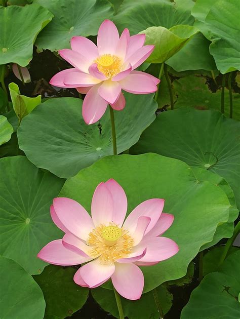 Lotos Blumen Lotusblumen Pinke Kostenloses Foto Auf Pixabay