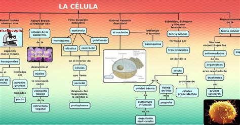 Biolog A Iii Mapa Conceptual La C Lula Un Concepto En Evoluci N