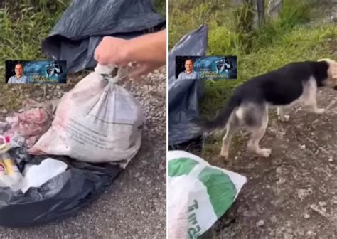 Crueldade cachorro é resgatado após ser ensacado e jogado no lixo na