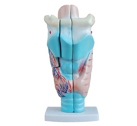 Human Larynx Model Times Anatomy Throat Pharynx Model Enlarged Human