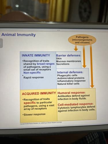 Immune System Flashcards Quizlet