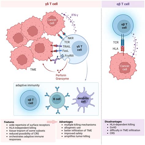 Frontiers Gamma Delta T Cells As Cellular Vehicles For Anti Tumor