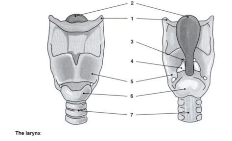 Label The Larynx Diagram Quizlet