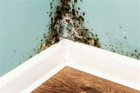Moisissure dans la Chambre Cause et Solution pour l Éliminer des Murs