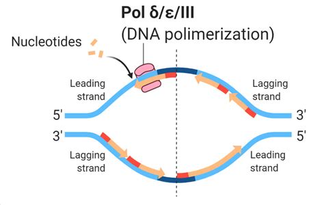 DNA Polymerase Properties Structure Types Functions