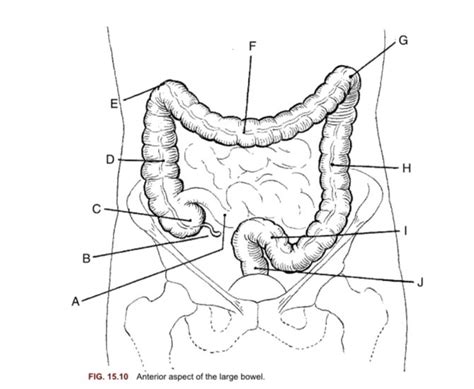 Anterior Aspect Of Large Intestine Diagram Quizlet
