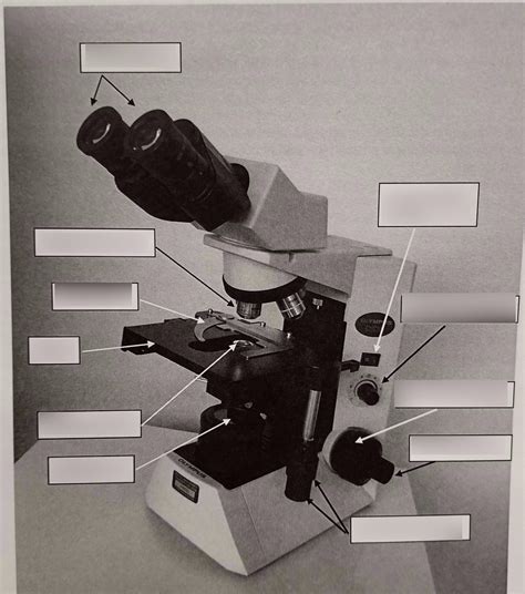 Microscope Diagram Quizlet