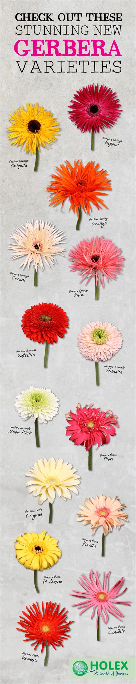 Stunning New Gerbera Varieties From Gerbera United Available At Holex